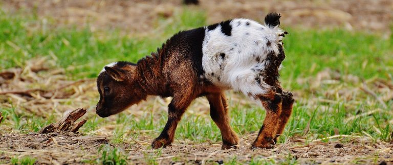 How to identify SELENIUM DEFICIENCY IN GOATS | Goats Unlimited
