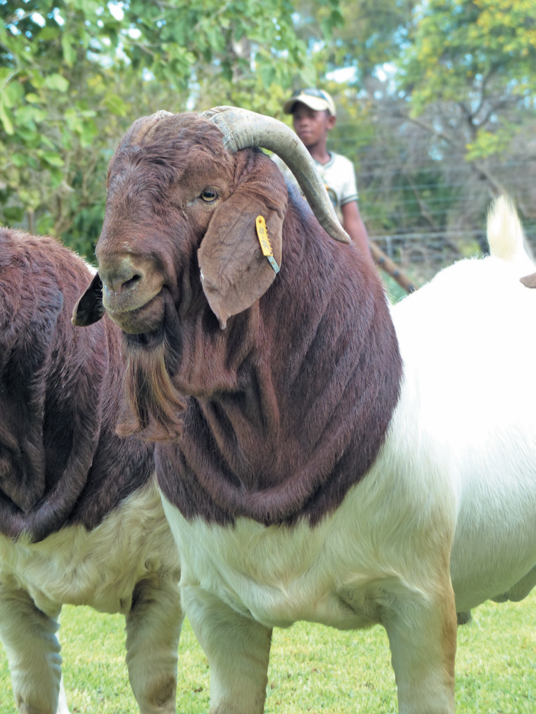 Maintaining optimal goat health in your flock | Goats Unlimited